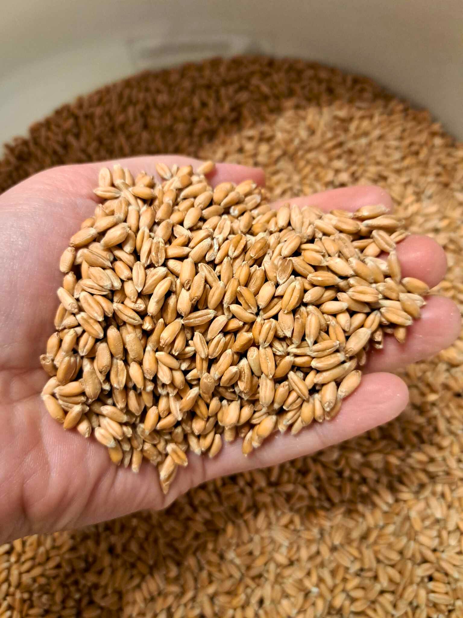 Fresh Milled Spelt Pasta (By Hand or Mixer) - Fresh Milled Mama
